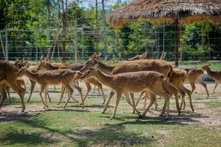 กวางรูซา (Javan rusa) - วีว่า ฟอเรสต้า ฟาร์ม - Viva Foresta Farm