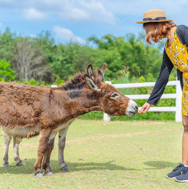 ลาแคระ (Donkey) - วีว่า ฟอเรสต้า ฟาร์ม - Viva Foresta Farm