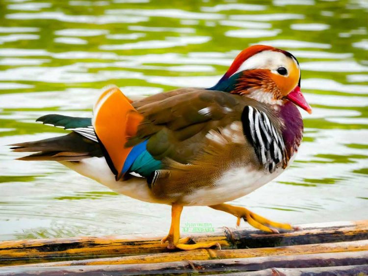 เป็ดแมนดาริน ( Mandarin Duck ) - วีว่า ฟอเรสต้า ฟาร์ม - Viva Foresta Farm